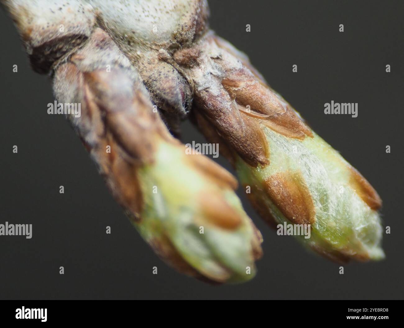 bur oak (Quercus macrocarpa Stock Photo - Alamy