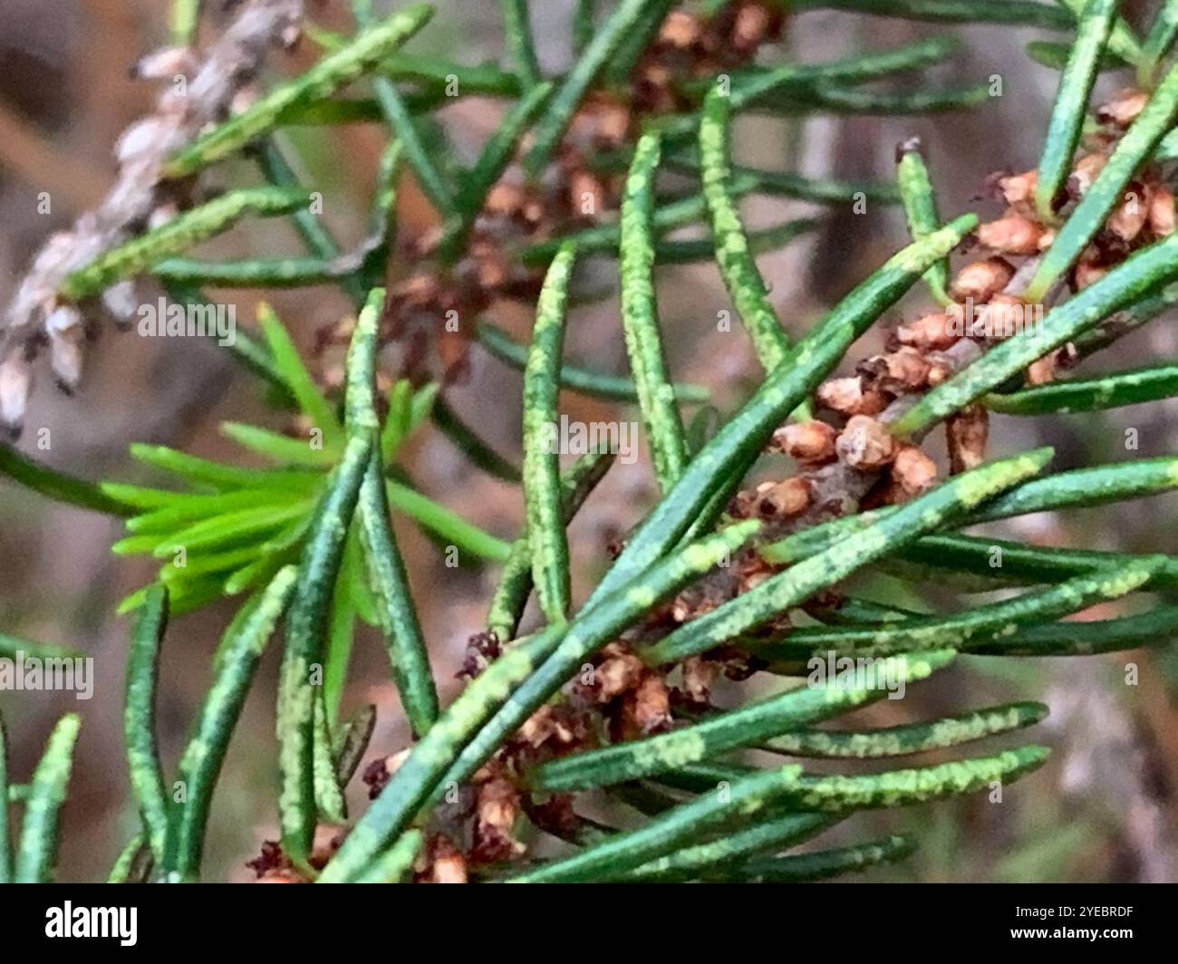 Ceratiola hi-res stock photography and images - Alamy