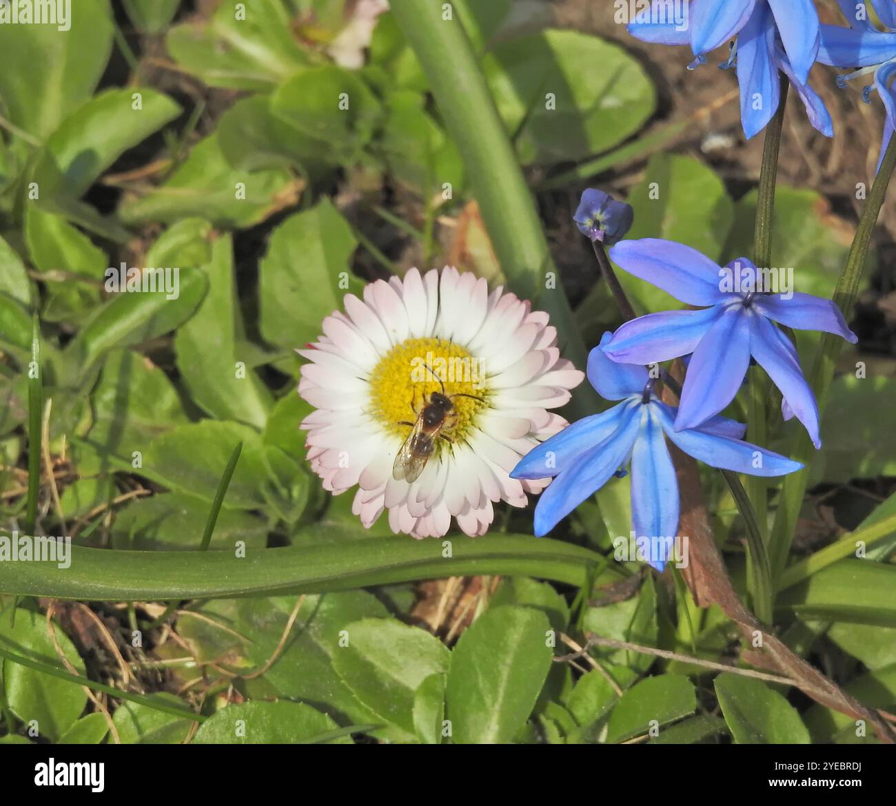 Mining Bees (Andrena Stock Photo - Alamy