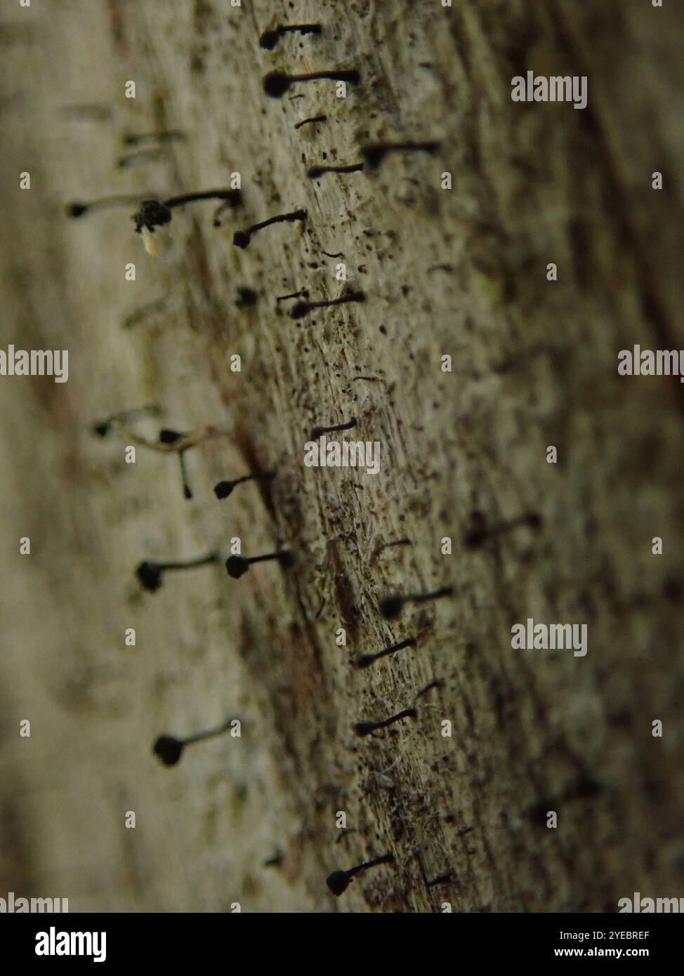 Mycocalicium subtile hi-res stock photography and images - Alamy