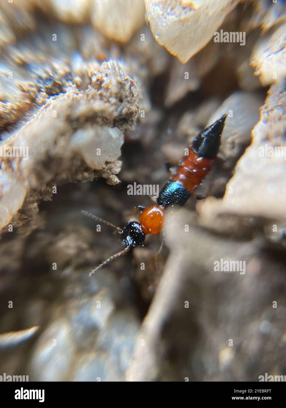 Littoral Whiplash Rove Beetle (Paederus littoralis Stock Photo - Alamy