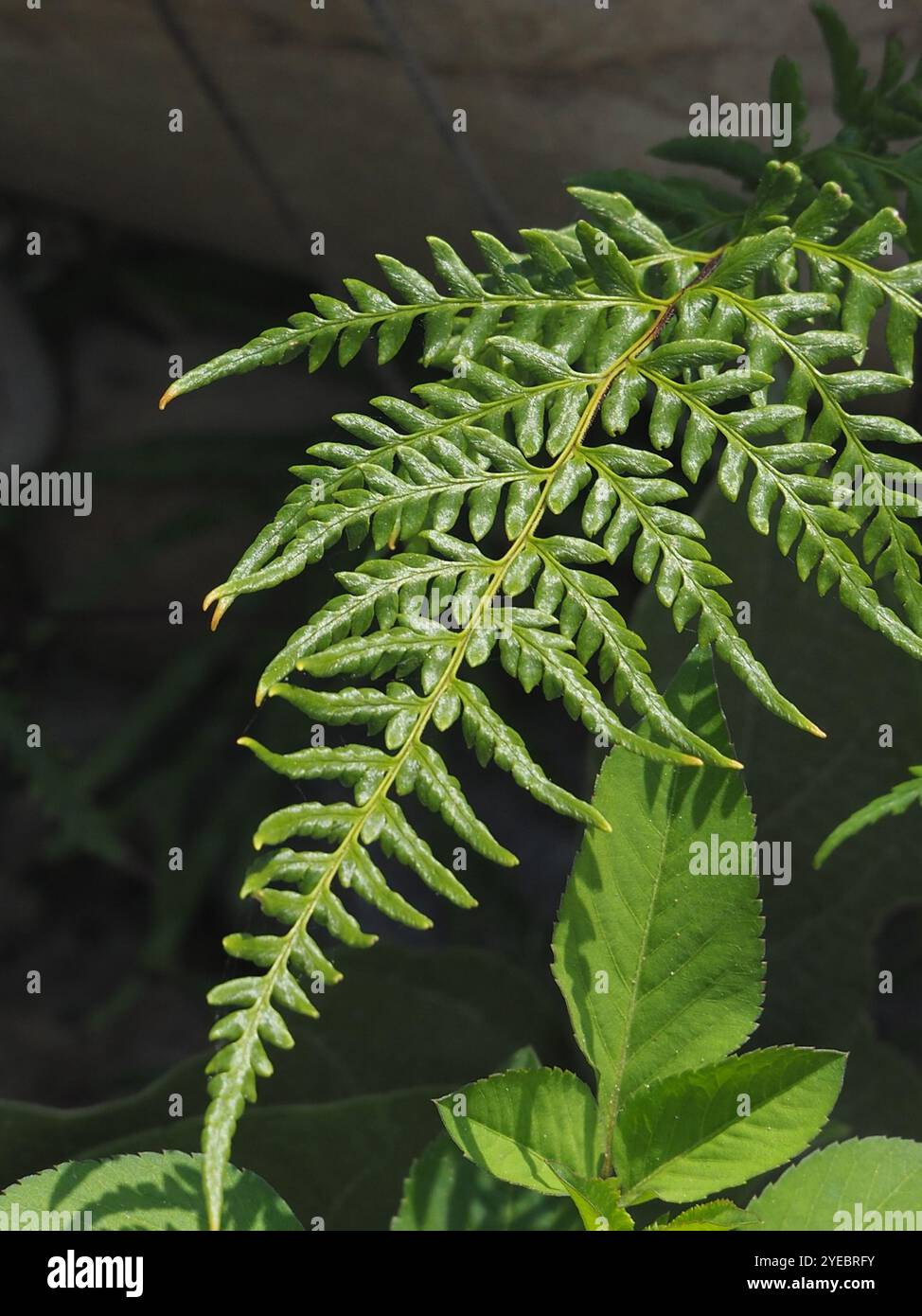 Pityrogramma hi-res stock photography and images - Alamy