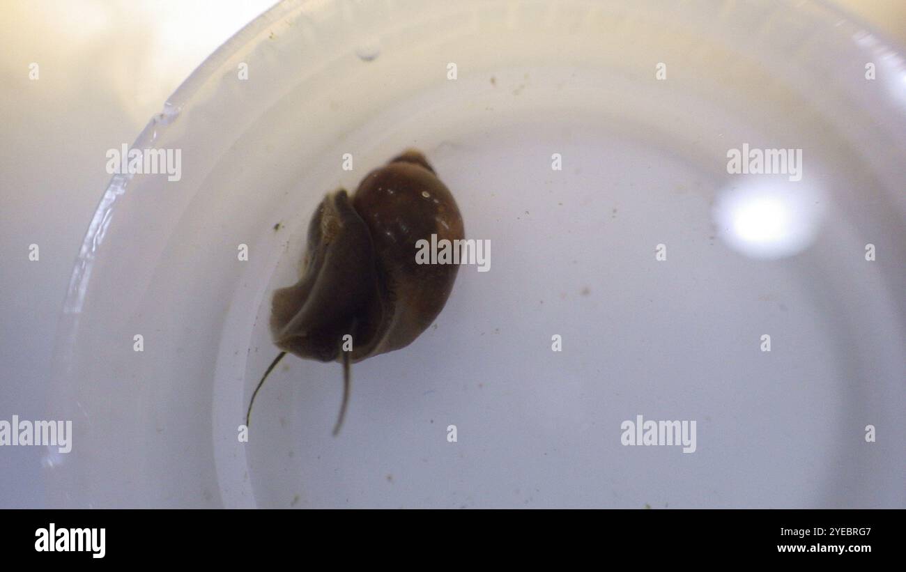 Bladder Snails (Physidae Stock Photo - Alamy