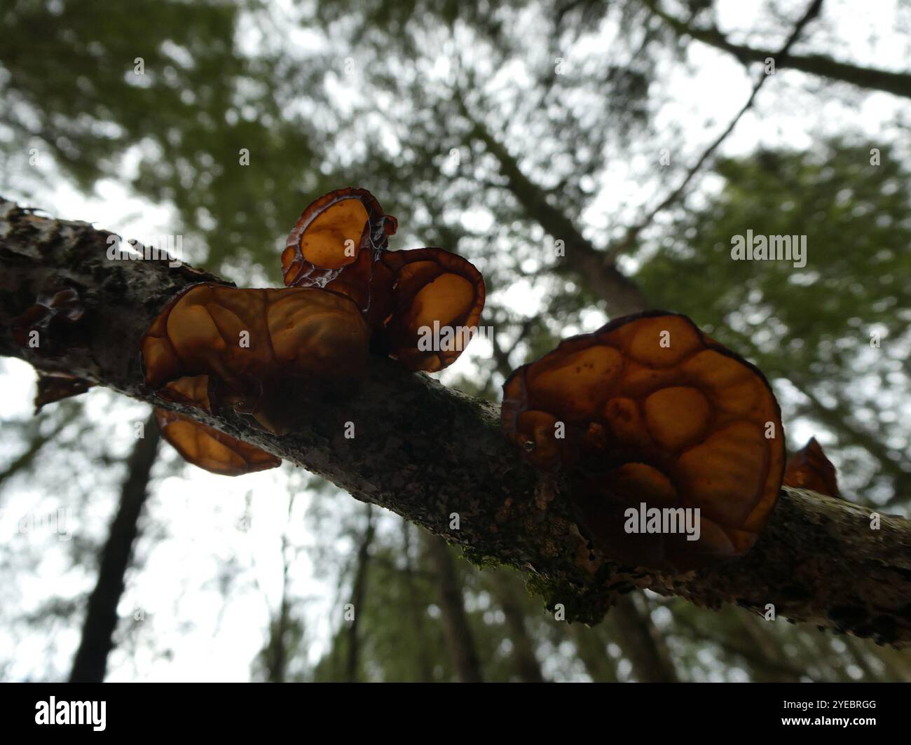 American Amber Jelly Fungus (Exidia crenata Stock Photo - Alamy