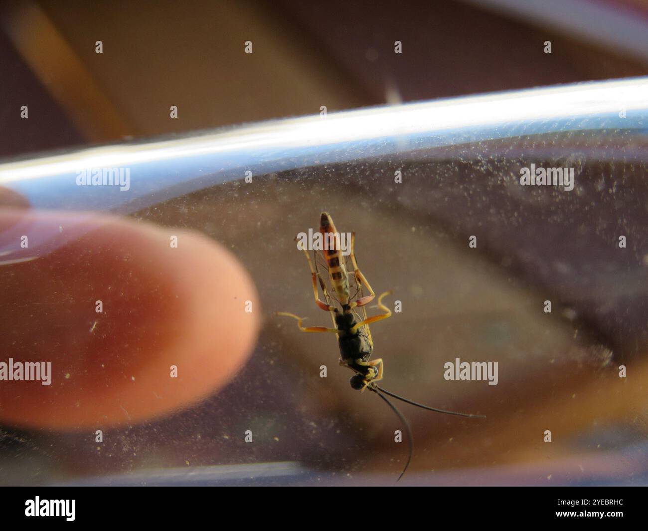 Diplazon laetatorius hi-res stock photography and images - Alamy