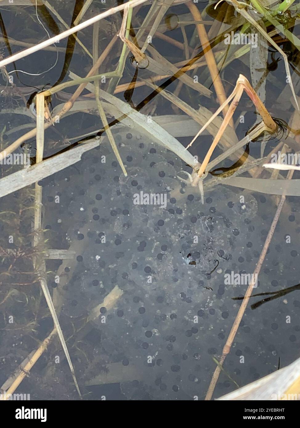 Columbia Spotted Frog (Rana luteiventris Stock Photo - Alamy