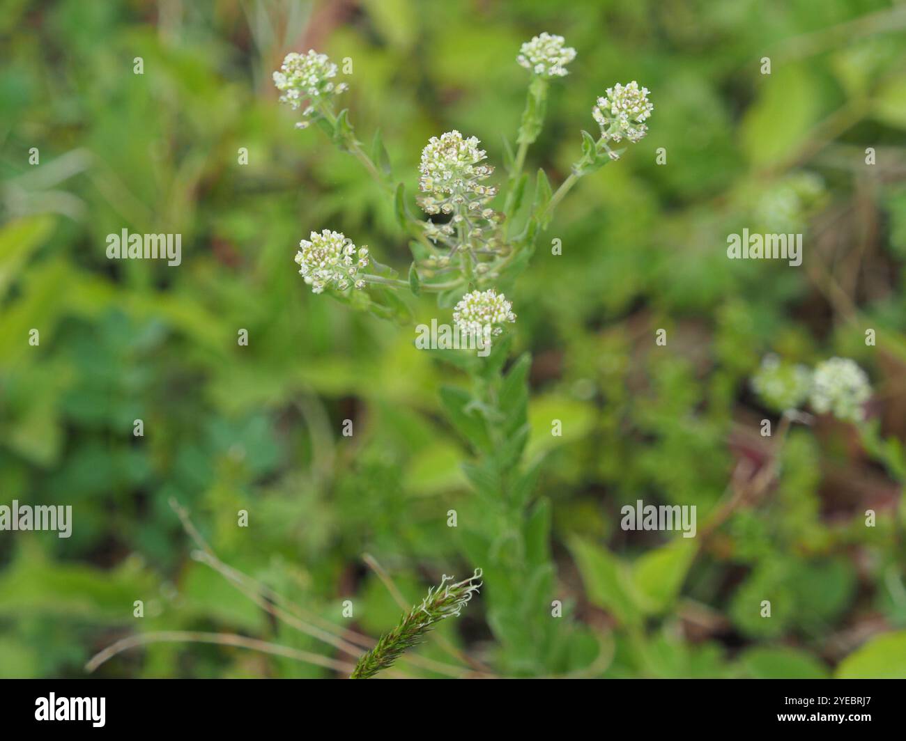 field peppergrass (Lepidium campestre Stock Photo - Alamy