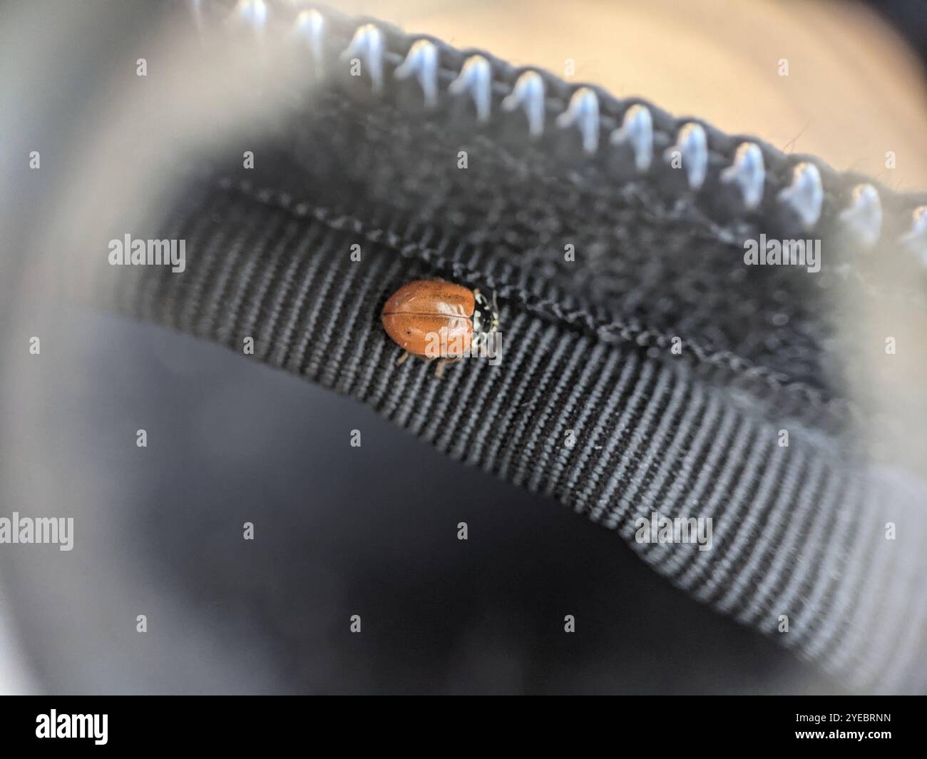 Painted Ladybird (Mulsantina picta Stock Photo - Alamy