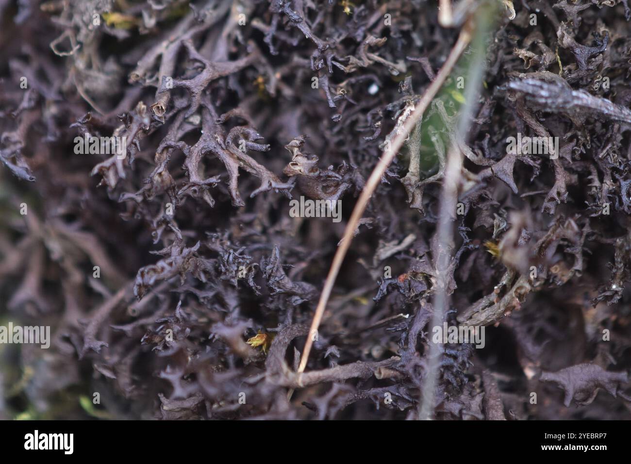 Antlered Jellyskin Lichen (Scytinium palmatum Stock Photo - Alamy