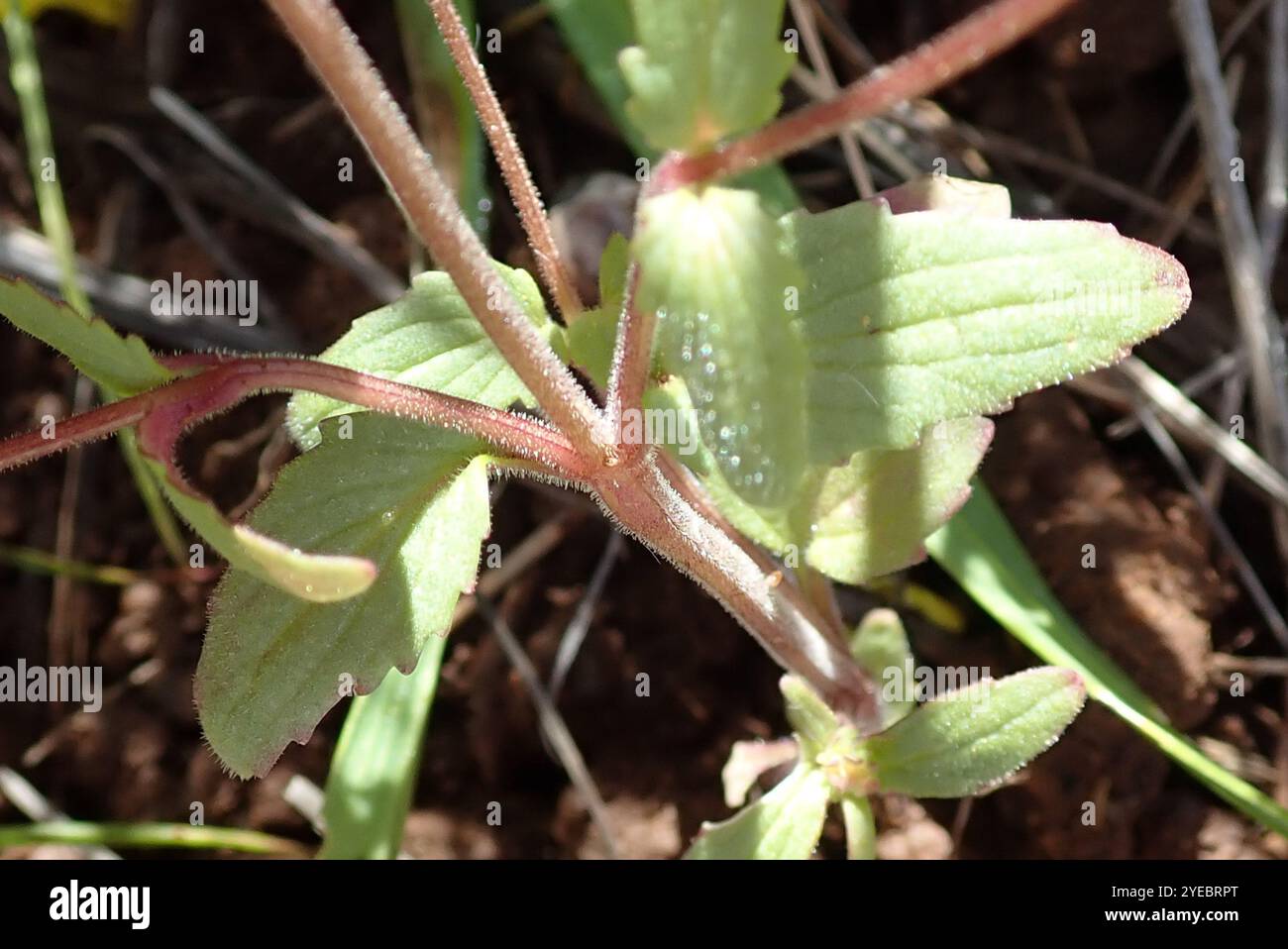 Great Monkey-face (Hemimeris sabulosa Stock Photo - Alamy