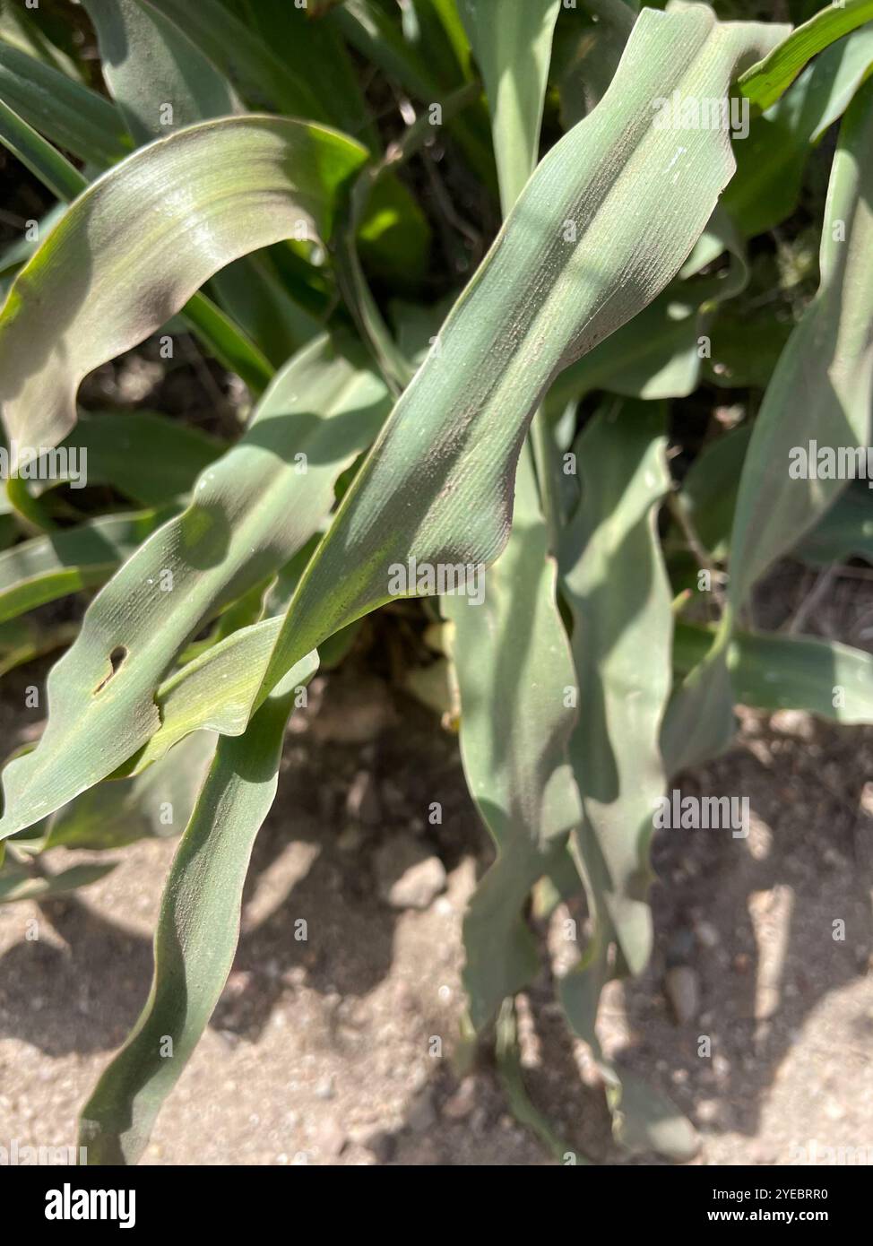 wavy-leafed soap plant (Chlorogalum pomeridianum Stock Photo - Alamy