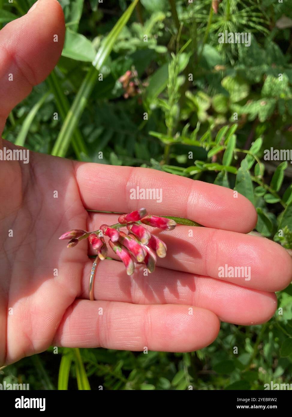 giant vetch (Vicia gigantea Stock Photo - Alamy