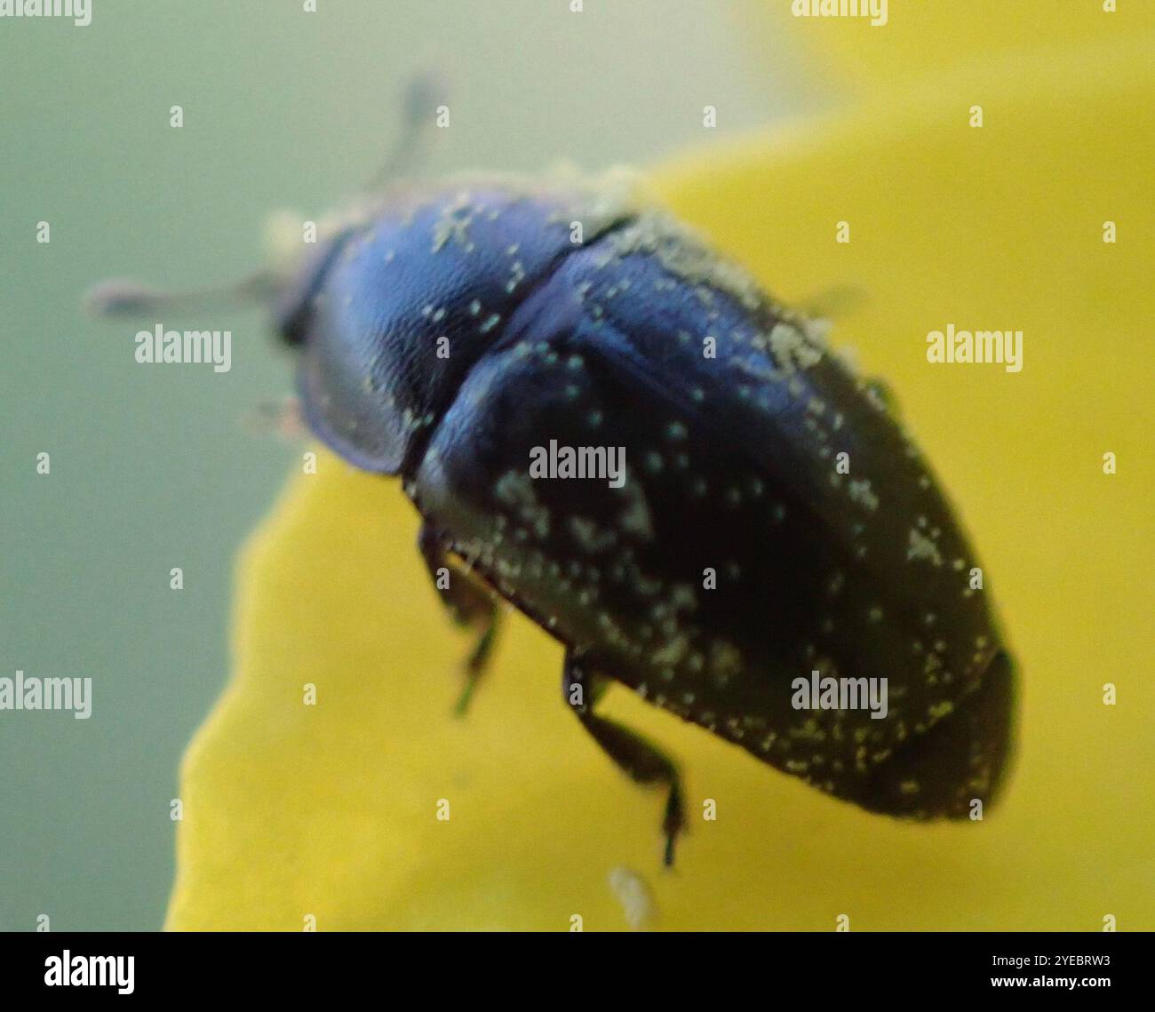 Pollen Beetles (Meligethinae Stock Photo - Alamy