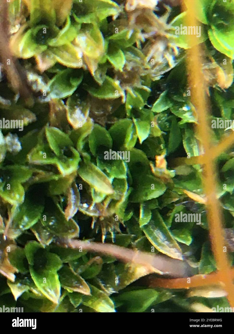 Wall Screw-moss (Tortula muralis Stock Photo - Alamy
