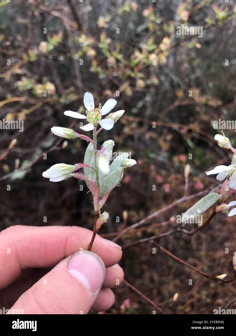 Canadian serviceberry amelanchier canadensis hi-res stock photography ...