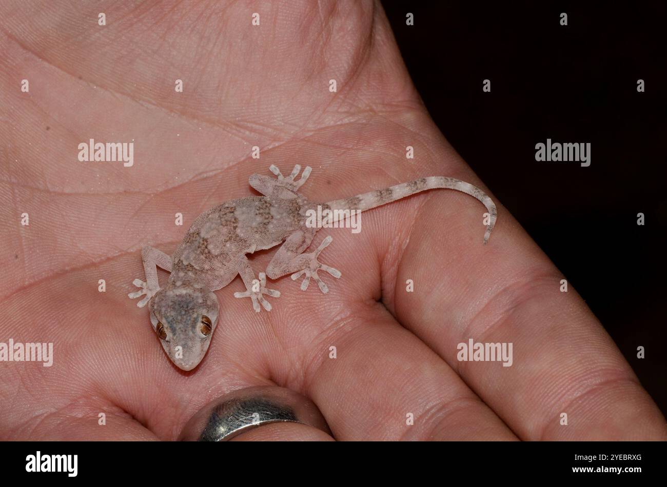 Haacke’s Thick-toed gecko (Pachydactylus haackei Stock Photo - Alamy