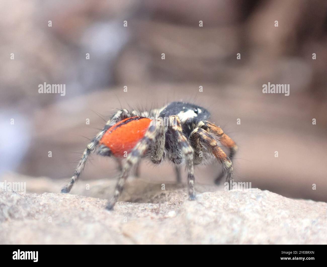 Red-bellied Jumping Spider (Philaeus chrysops Stock Photo - Alamy