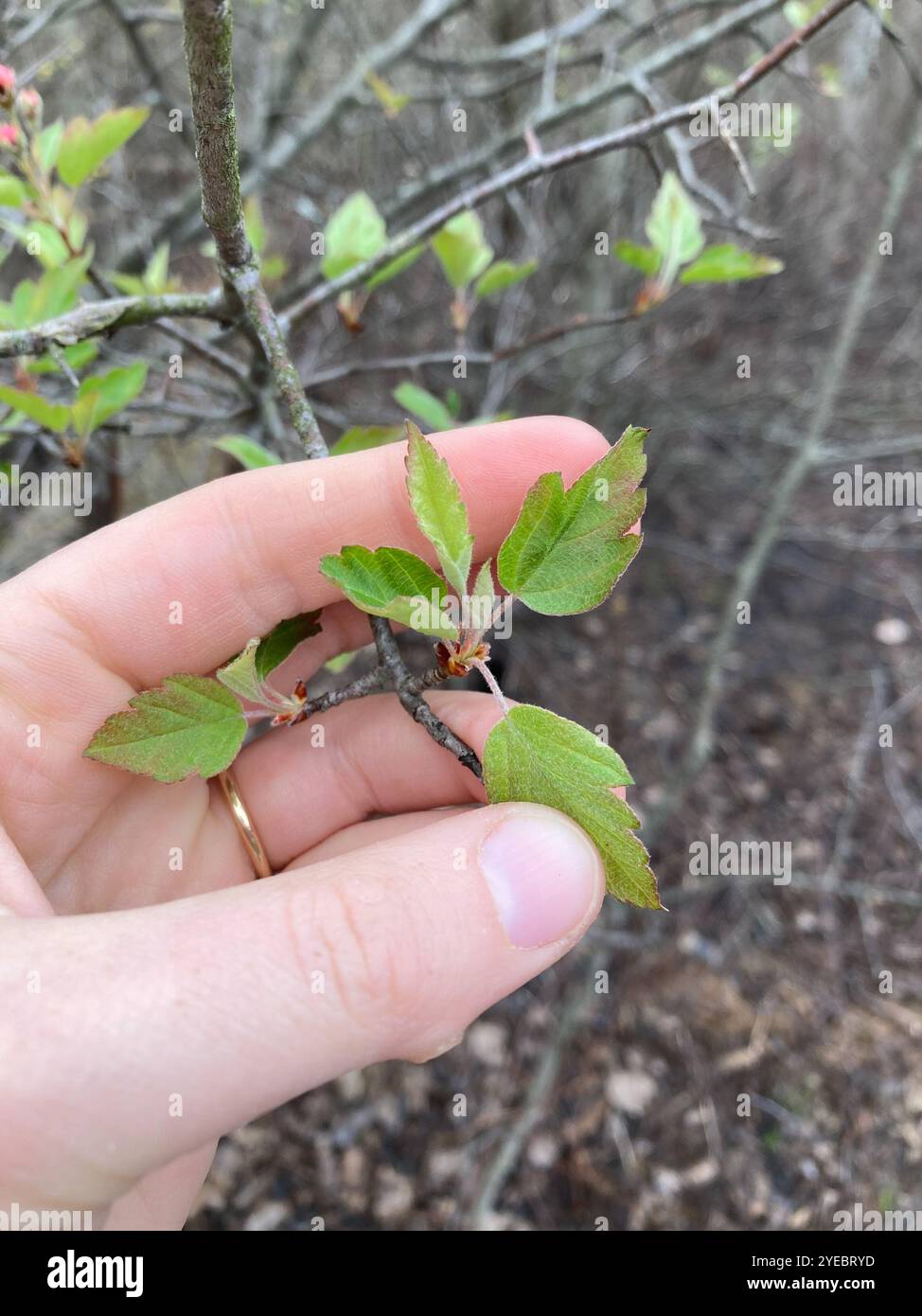 sweet crabapple (Malus coronaria Stock Photo - Alamy