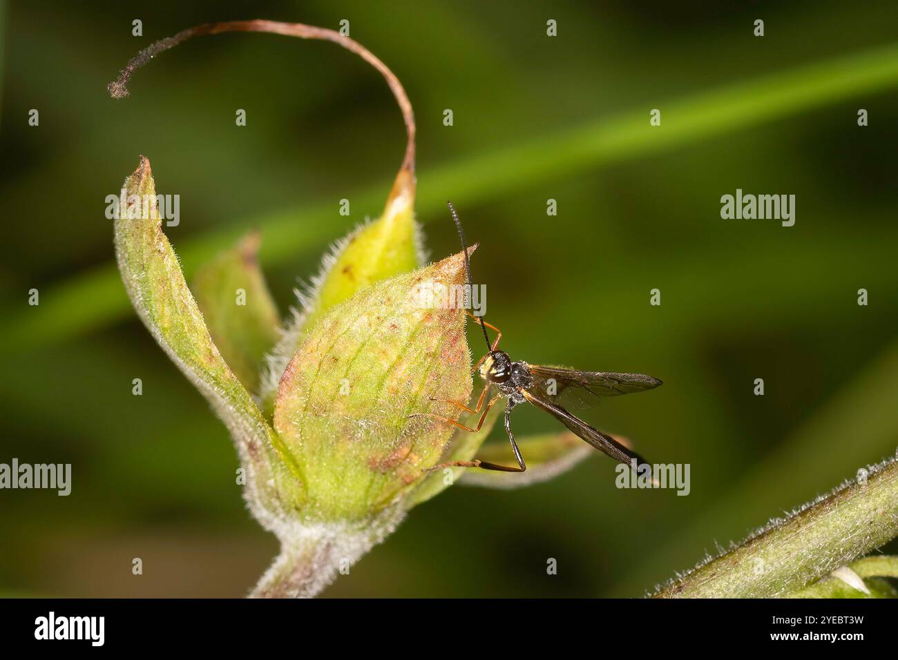 Anomaloninae hi-res stock photography and images - Alamy
