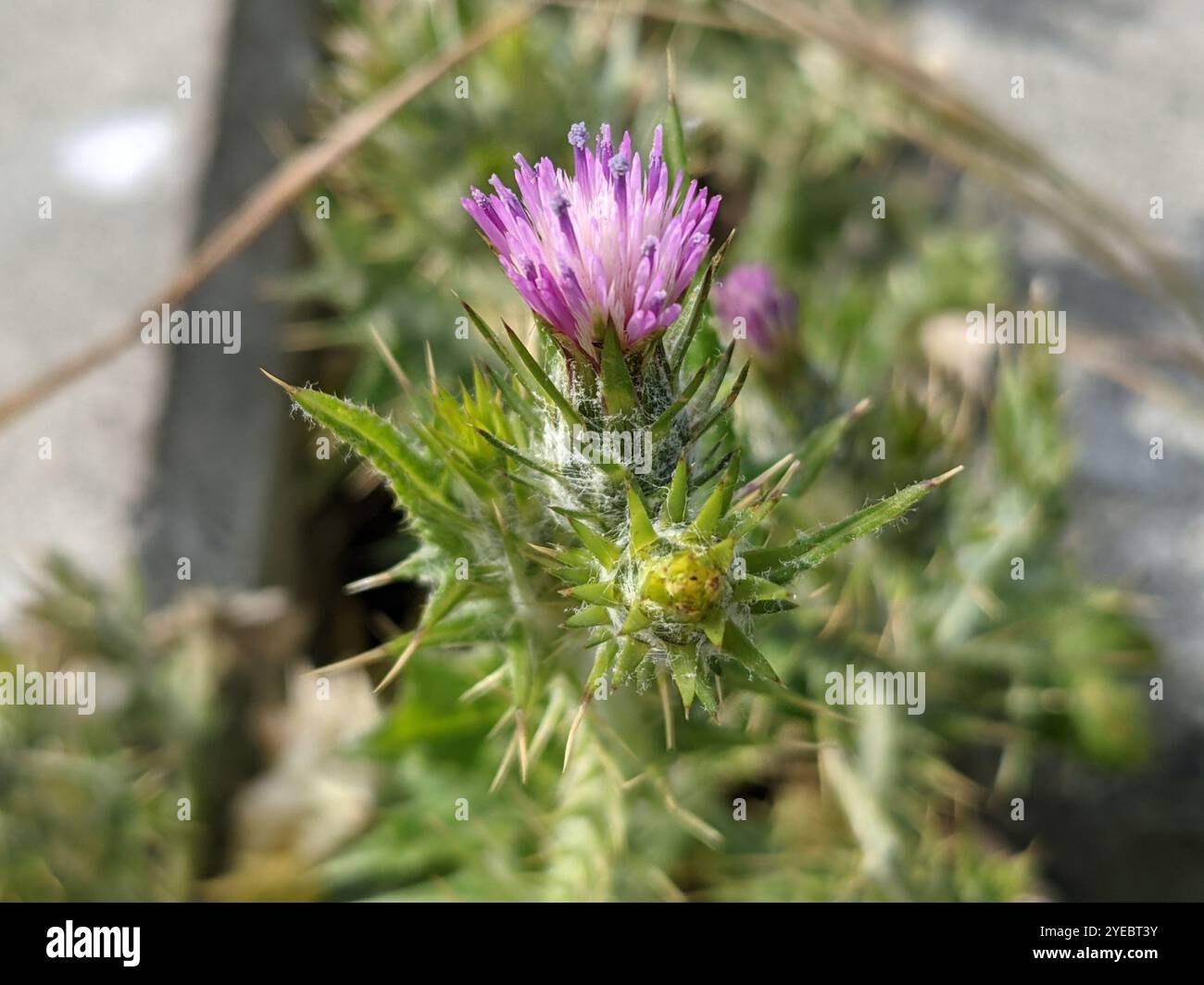 Italian thistle (Carduus pycnocephalus Stock Photo - Alamy