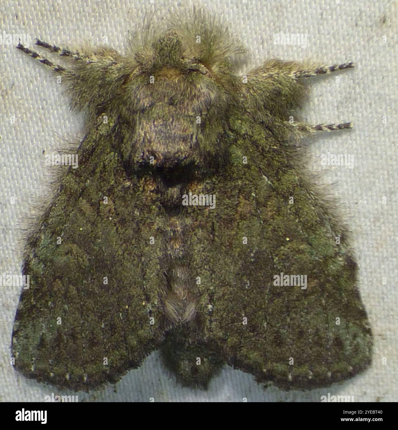 Saddled Prominent (Cecrita guttivitta Stock Photo - Alamy