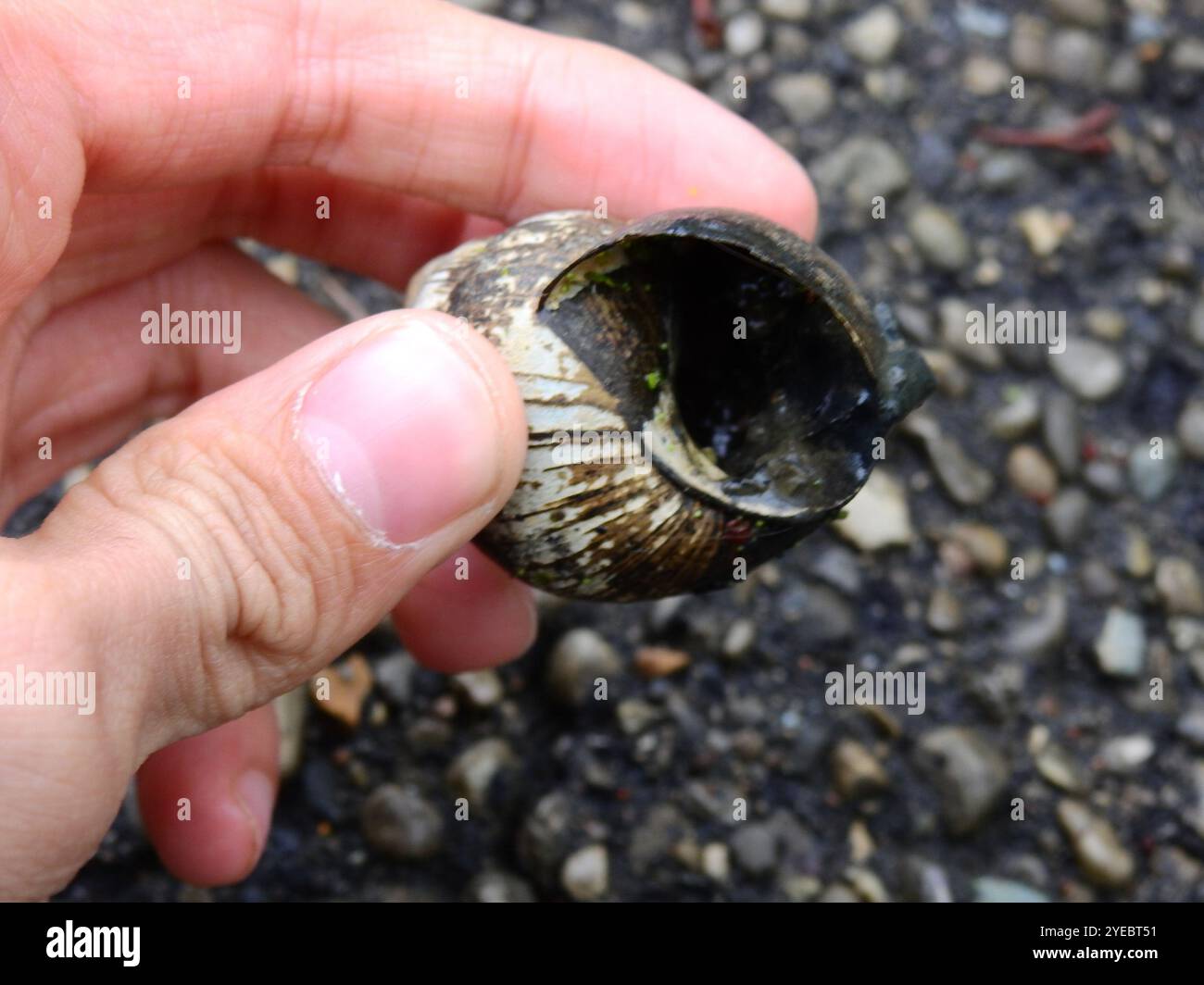 Chinese Mystery Snail (Cipangopaludina chinensis Stock Photo - Alamy