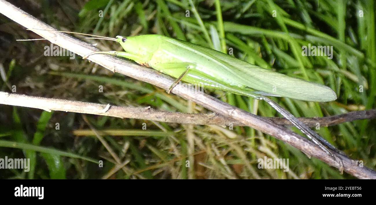 Broad-tipped Conehead (Neoconocephalus triops Stock Photo - Alamy