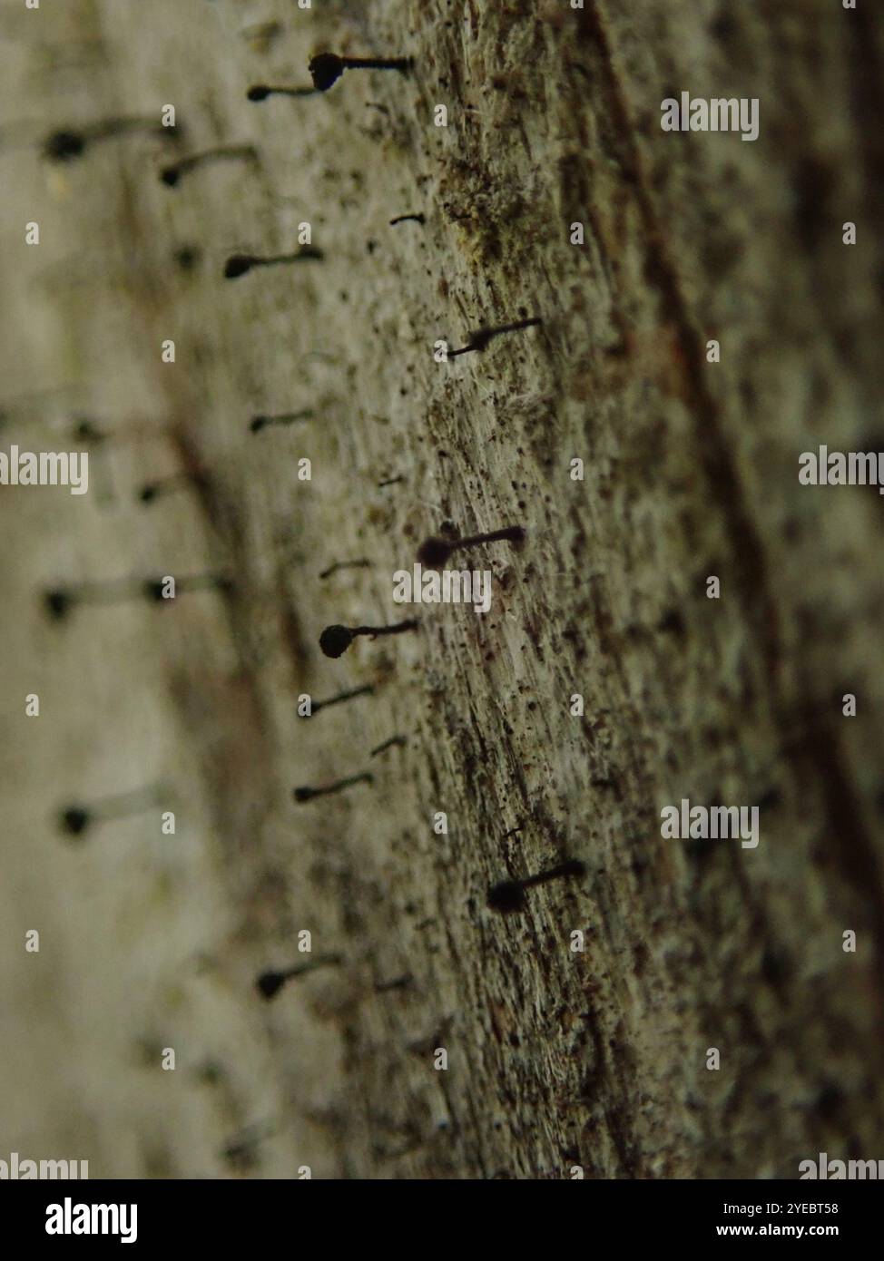 Mycocalicium subtile hi-res stock photography and images - Alamy