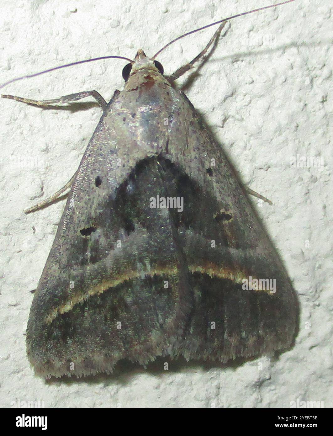 Trimens hi-res stock photography and images - Alamy