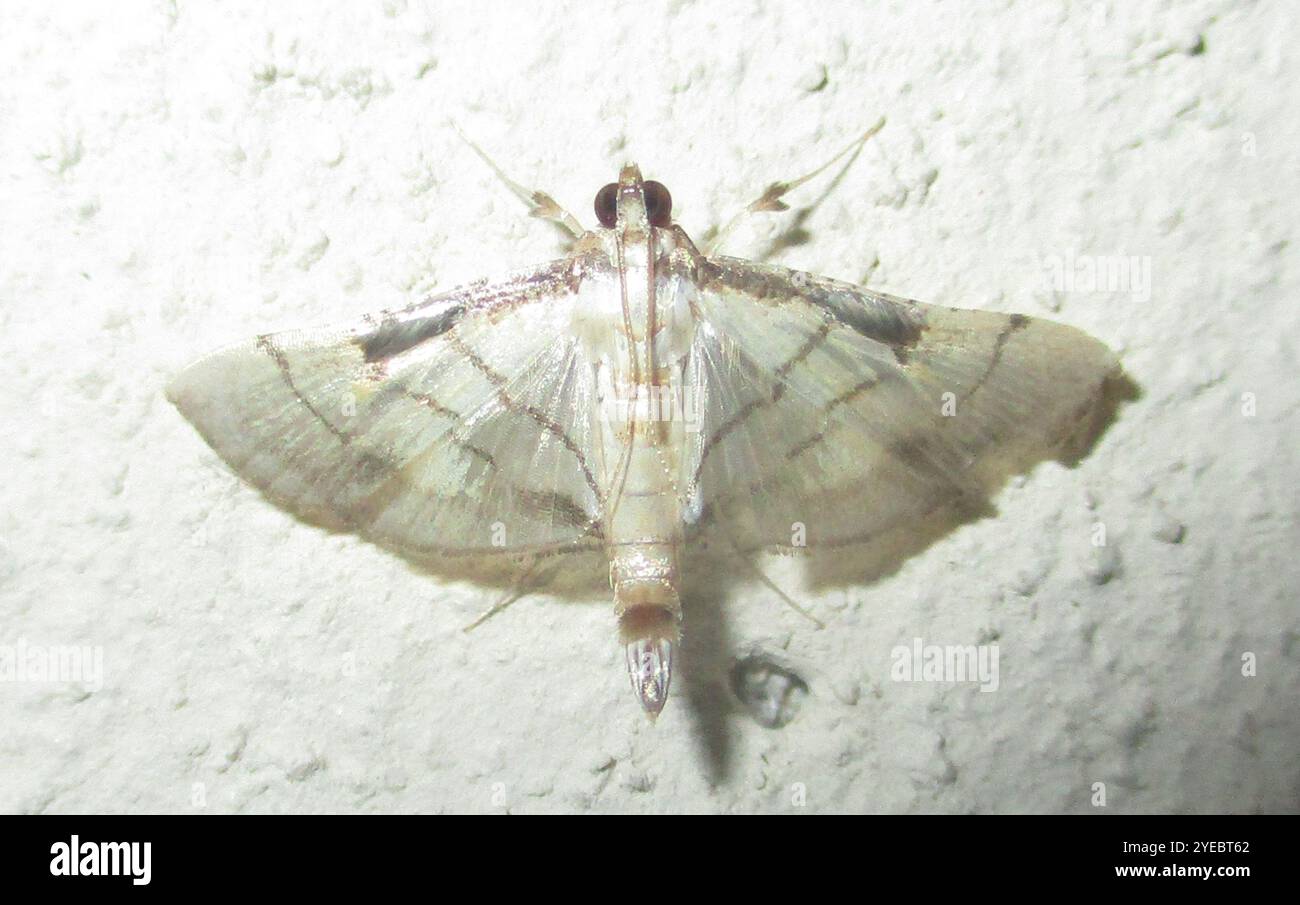 Lesser Rice-leafroller (Marasmia poeyalis Stock Photo - Alamy