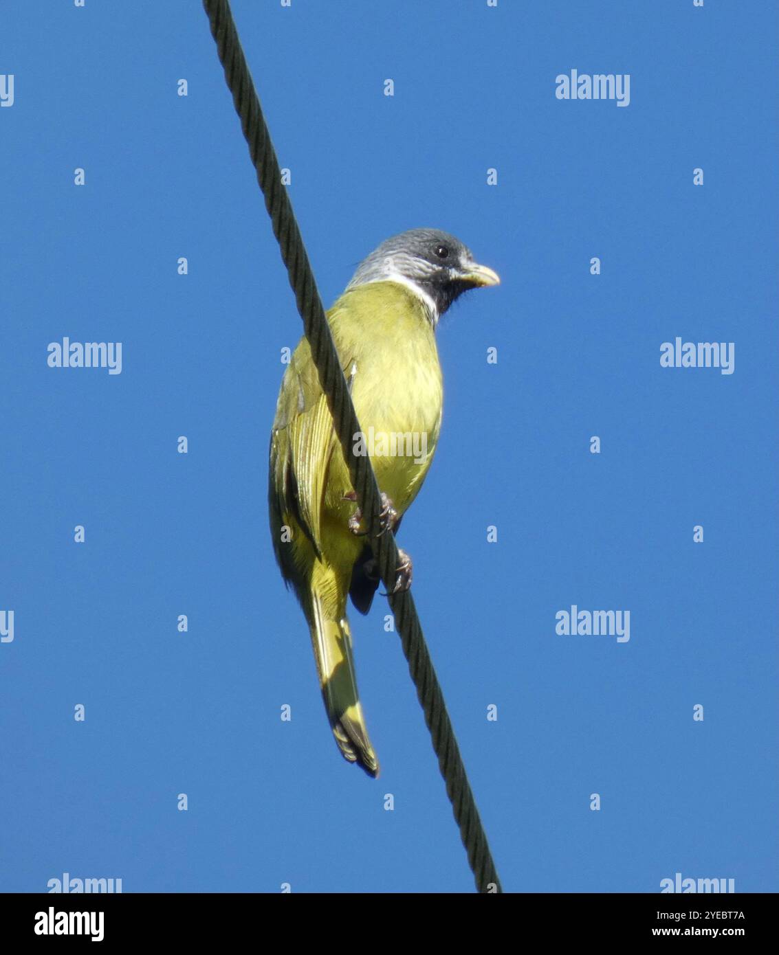 Collared finchbill hi-res stock photography and images - Alamy