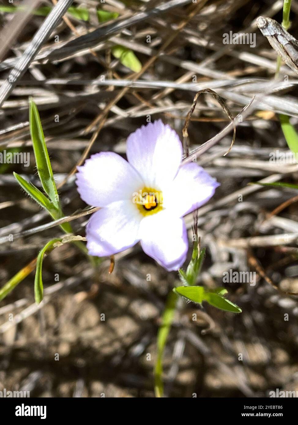 fringed linanthus (Linanthus dianthiflorus Stock Photo - Alamy
