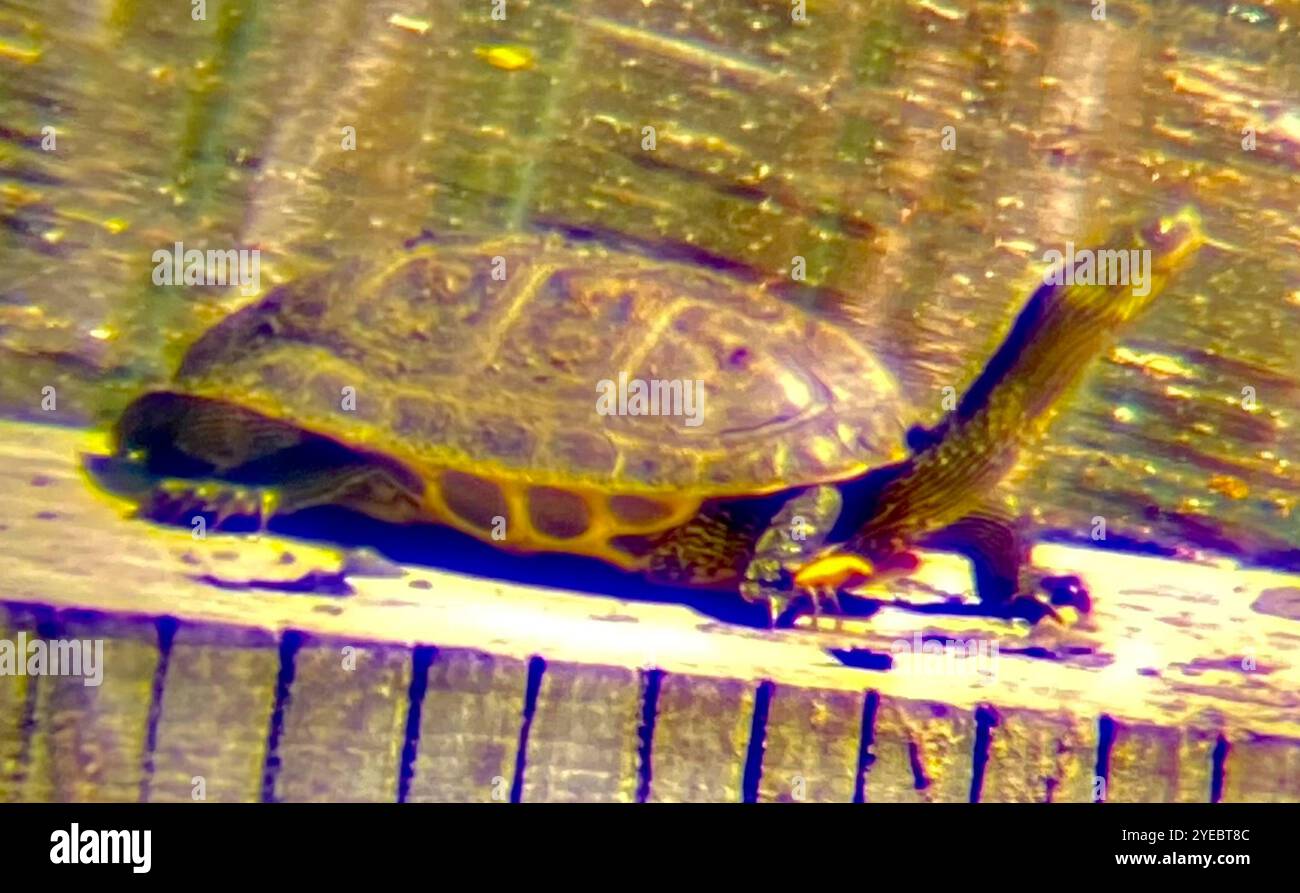 Common thread turtle (Mauremys sinensis Stock Photo - Alamy