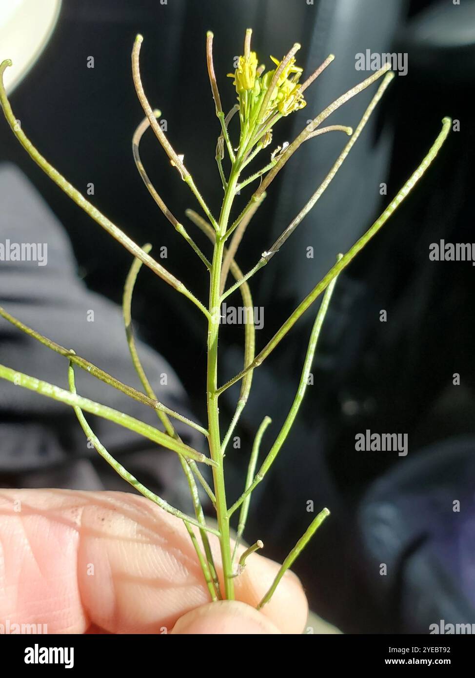 London rocket (Sisymbrium irio Stock Photo - Alamy