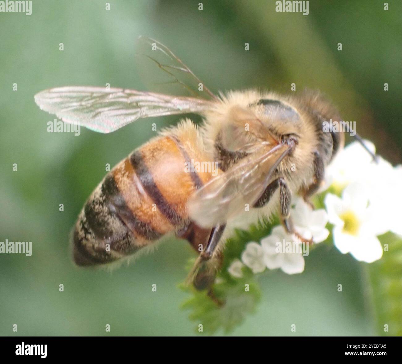 Western Honey Bee (Apis mellifera Stock Photo - Alamy