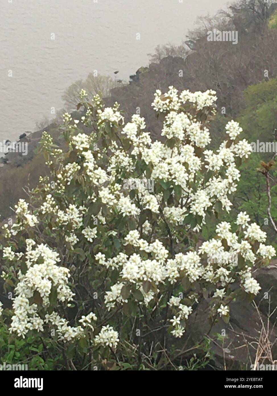 Nantucket Shadbush (Amelanchier nantucketensis Stock Photo - Alamy