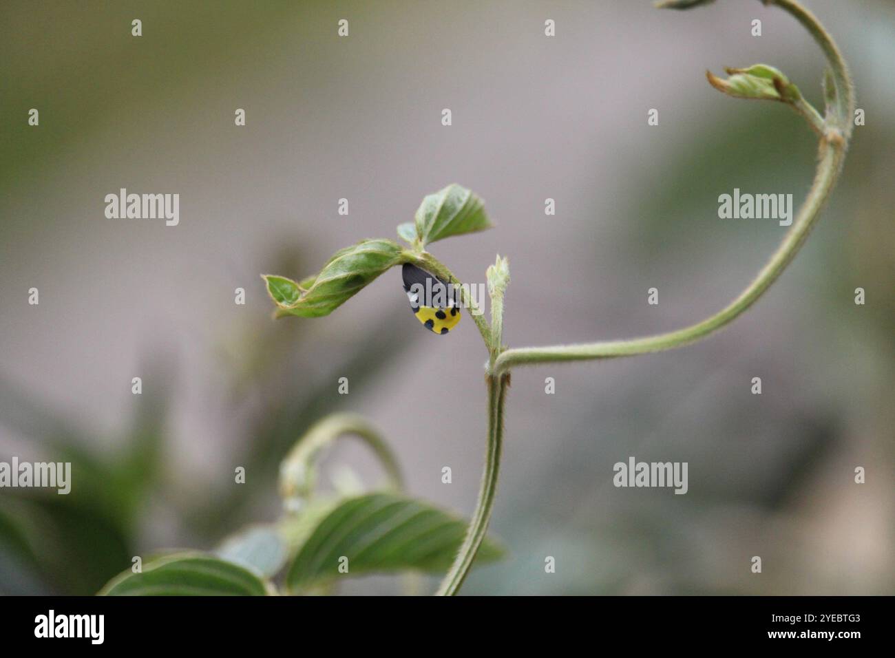 Mexican Treehopper (Membracis mexicana Stock Photo - Alamy