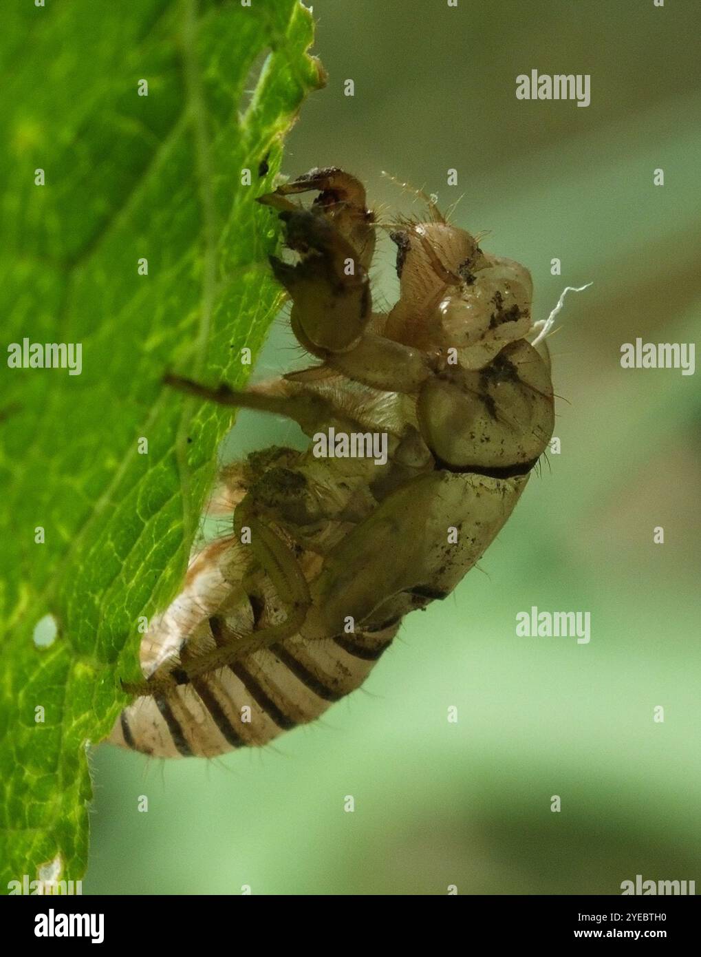 New Forest Cicada (Cicadetta montana Stock Photo - Alamy