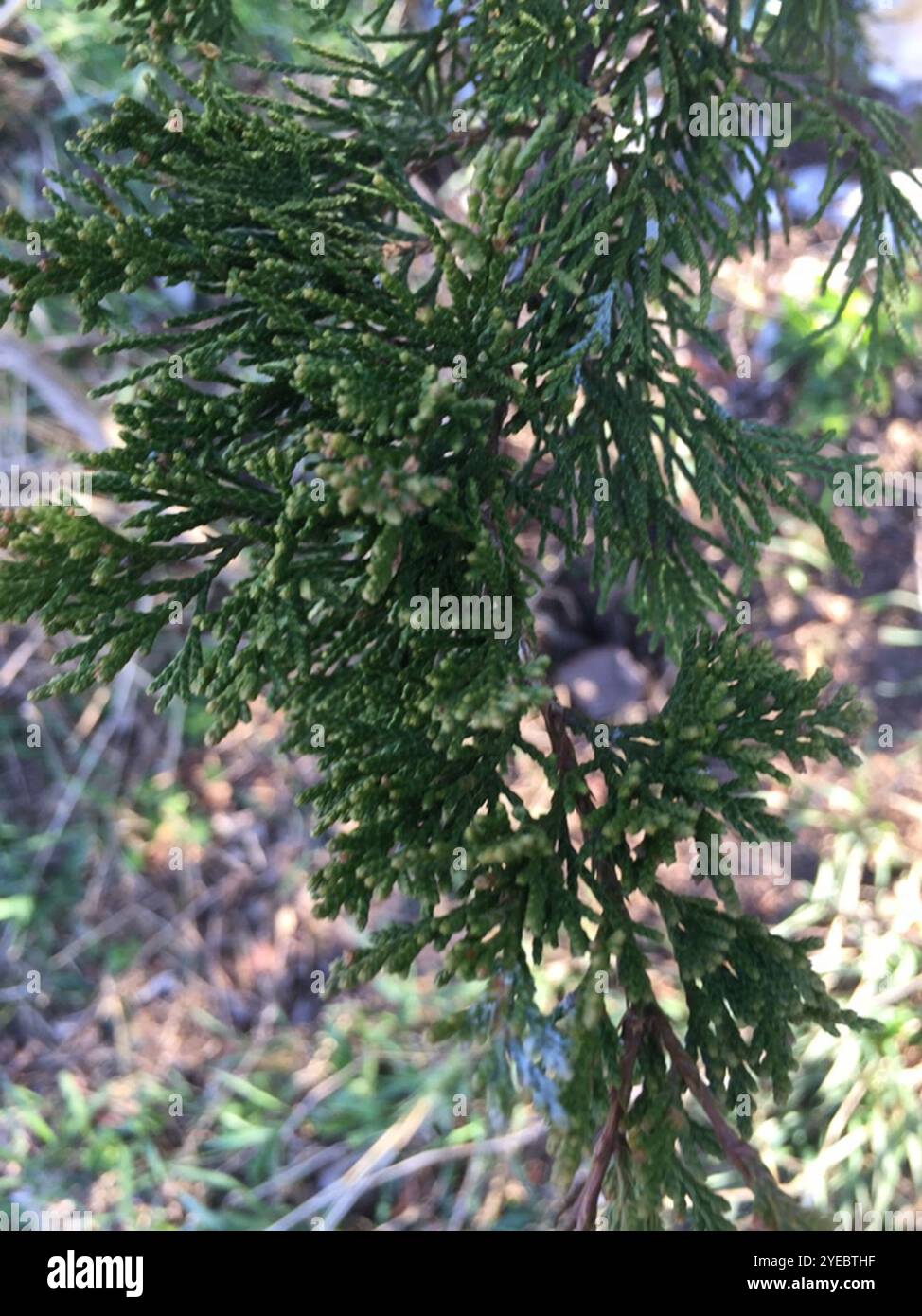 eastern redcedar (Juniperus virginiana Stock Photo - Alamy