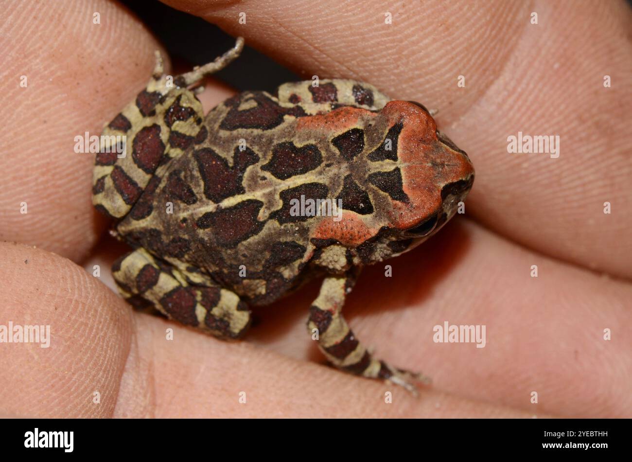 Western Leopard Toad (Sclerophrys pantherina Stock Photo - Alamy