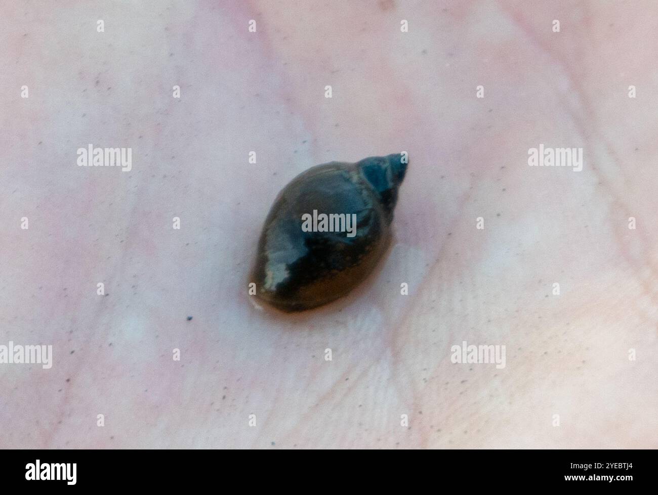 Pond Snails, Bladder Snails, and Allies (Lymnaeoidea Stock Photo - Alamy