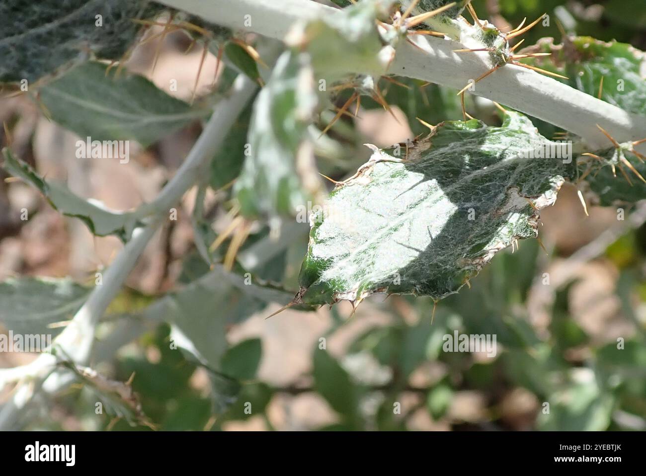 Grey African Thistle (Berkheya fruticosa Stock Photo - Alamy