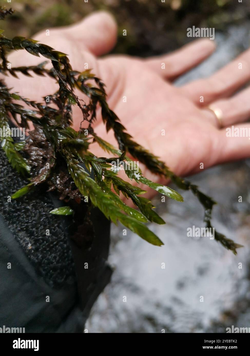 Fontinalis antipyretica willow moss hi-res stock photography and images ...