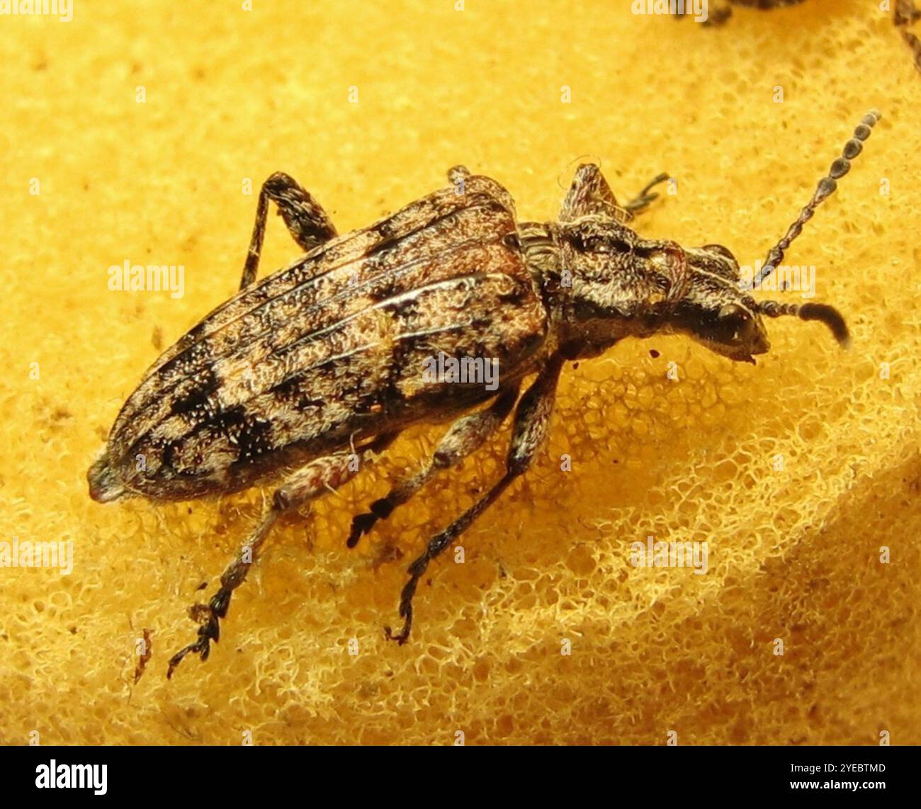 Ribbed Pine Borer (Rhagium inquisitor Stock Photo - Alamy