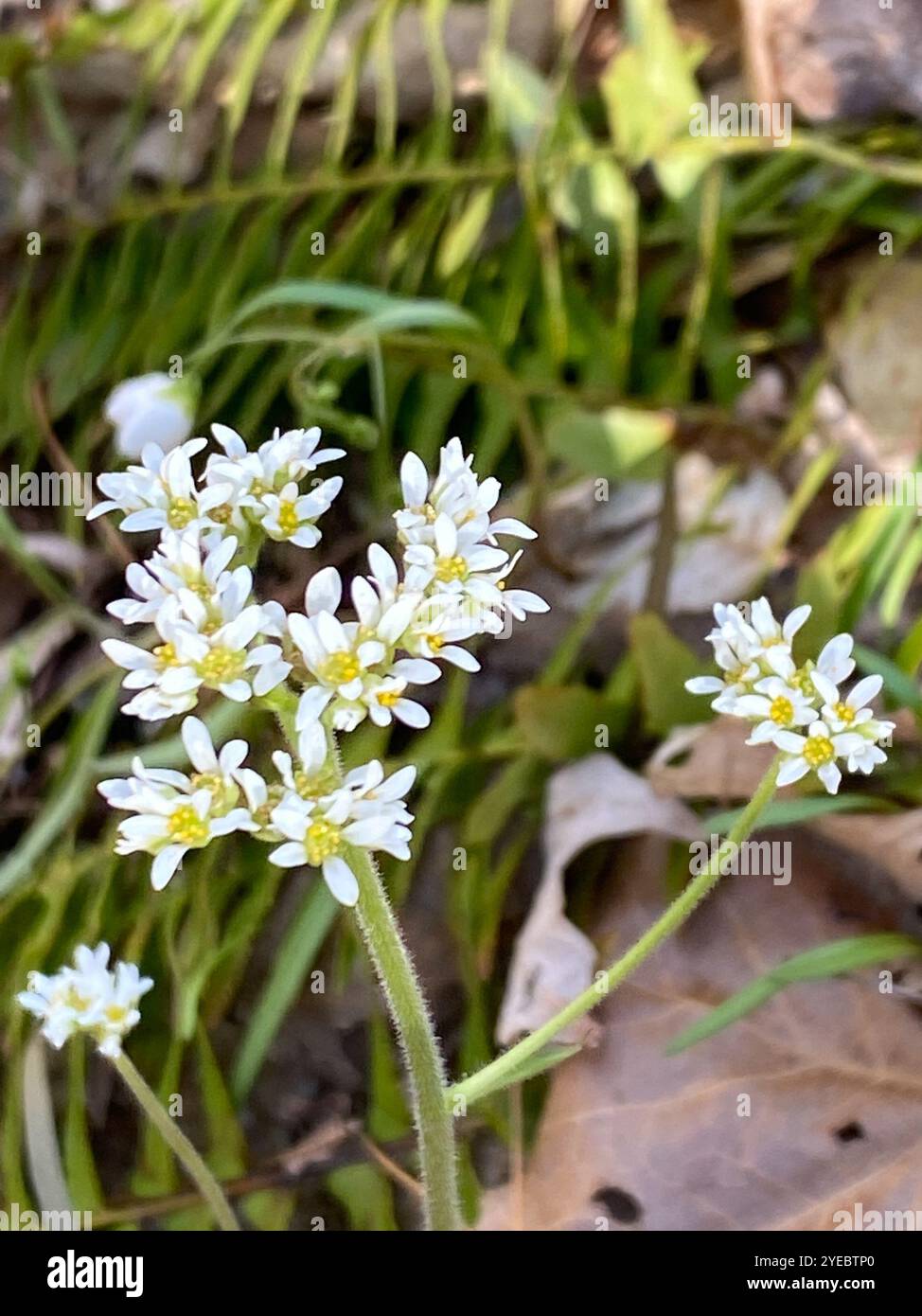 Micranthes virginiensis hi-res stock photography and images - Alamy