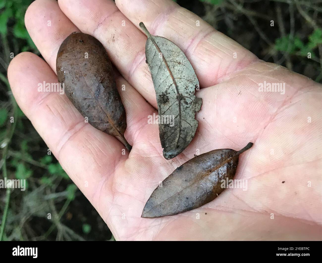 Texas live oak (Quercus fusiformis Stock Photo - Alamy