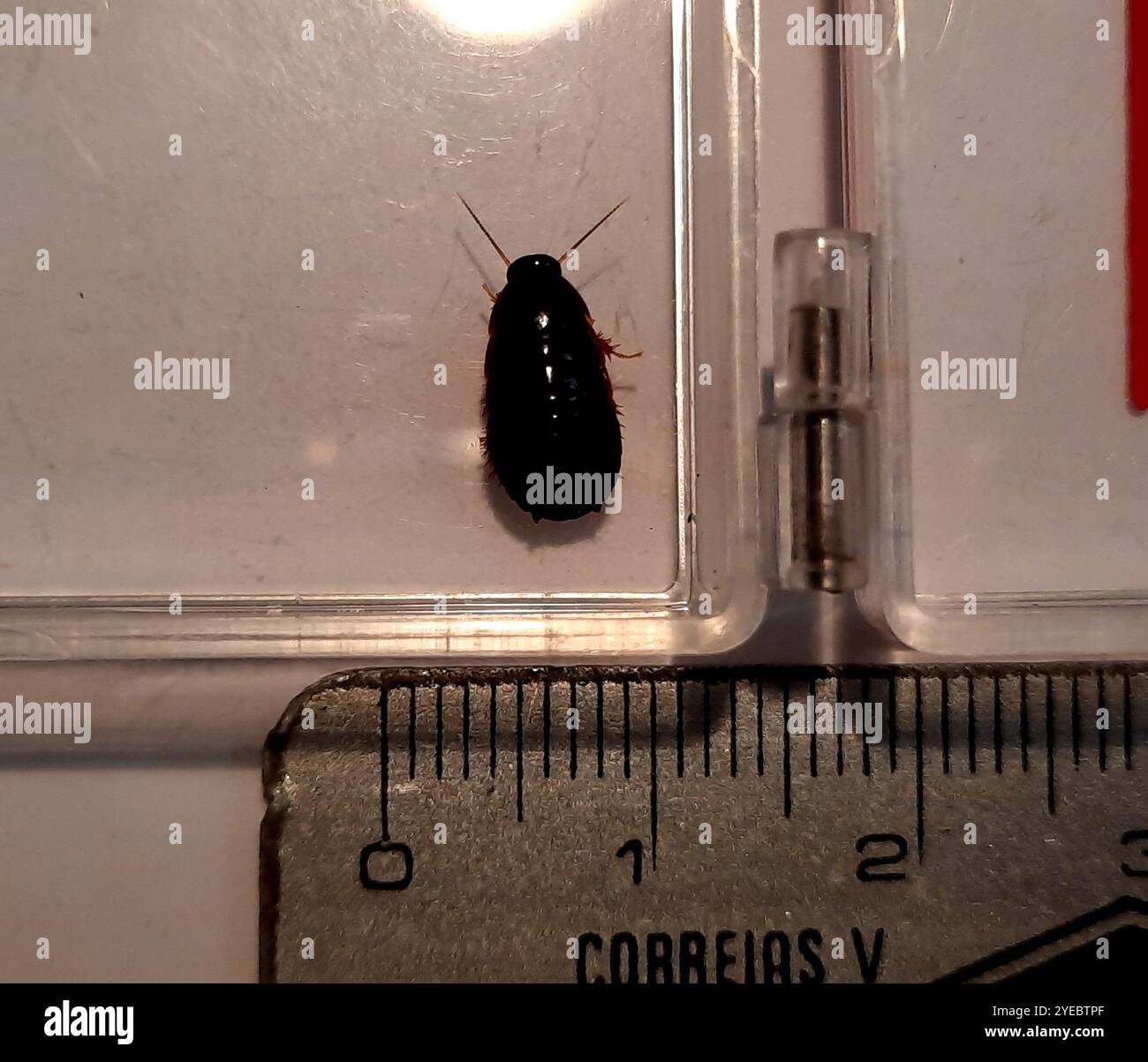 Giant Cockroaches (Blaberidae Stock Photo - Alamy