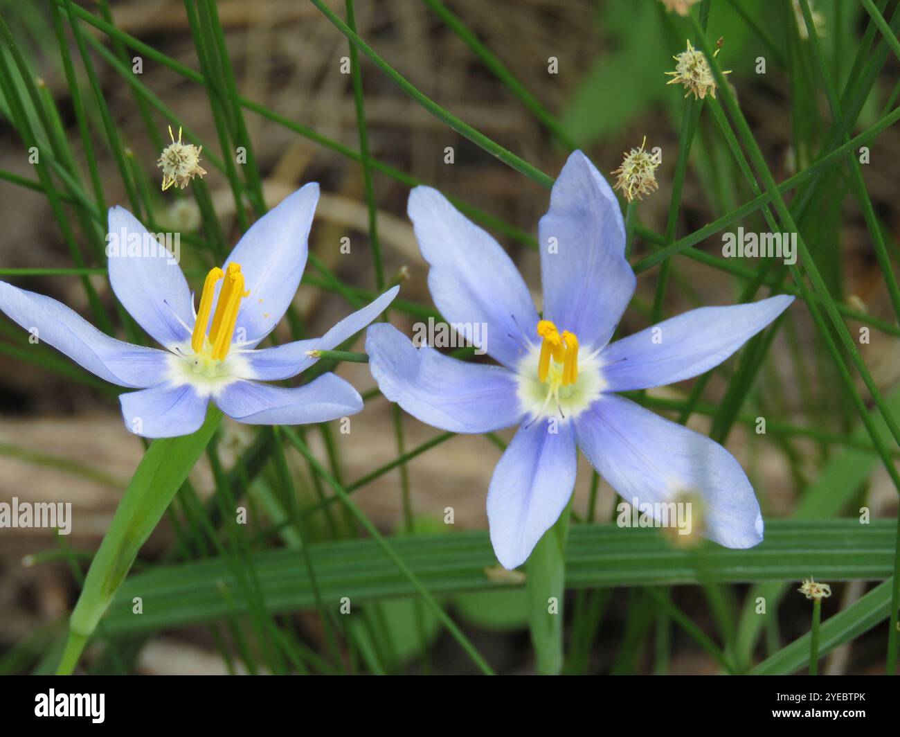 Prairie Pleatleaf (Nemastylis geminiflora Stock Photo - Alamy