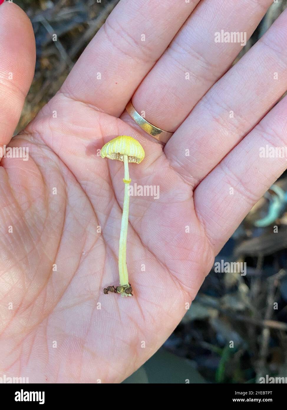 Fragile Dapperling (Leucocoprinus fragilissimus Stock Photo - Alamy