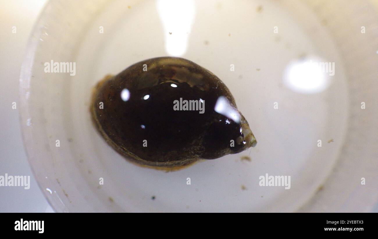 Bladder snails hi-res stock photography and images - Alamy